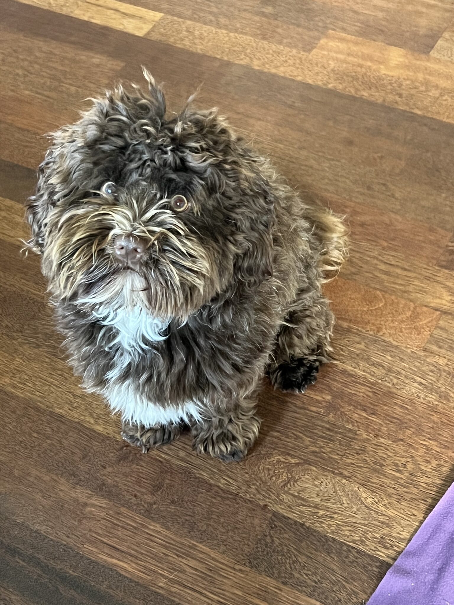 Dog Boarding Shelly MN - Wuff Da Kennel