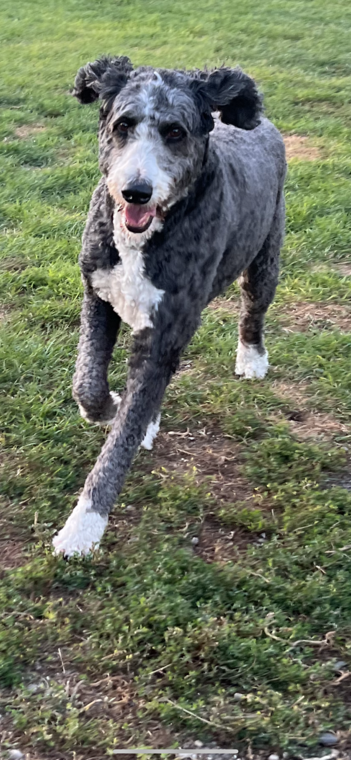 Dog Boarding Shelly MN - Wuff Da Kennel