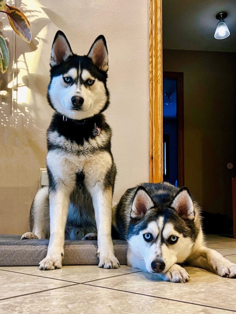 Dog Boarding Shelly MN - Wuff Da Kennel